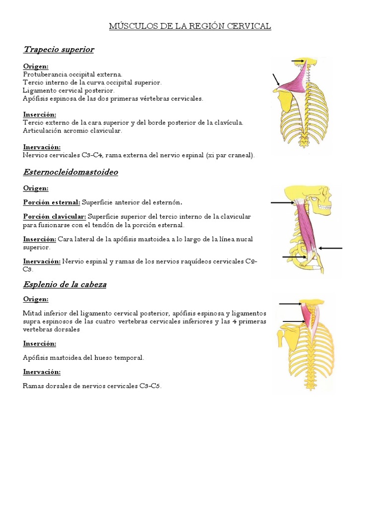 Musculos Cervical | PDF | Tórax (anatomía humana) | Cabeza y cuello humanos