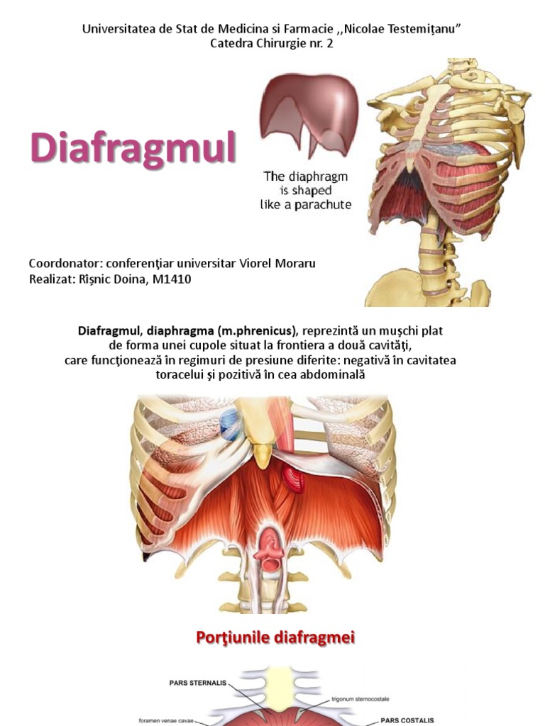 Diafragmul, Diaphragma (M | PDF
