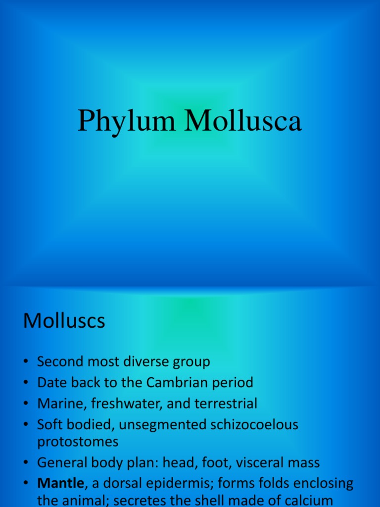 Lesson 9. Phylum Mollusca PDF | PDF | Mollusca | Bivalvia