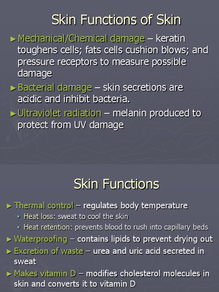 Basic Structure of Skin | Download Free PDF | Skin | Epidermis
