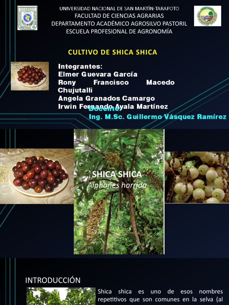 shica shica.pptx | Café | Tallo de la planta