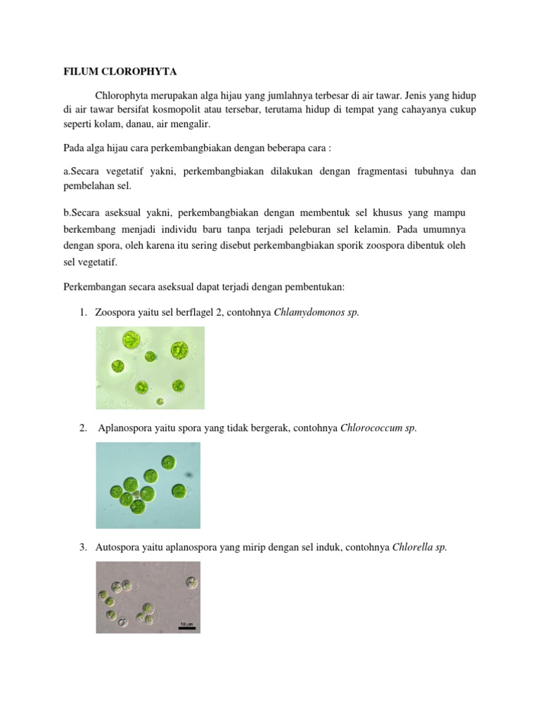 Reproduksi Alga Hijau dan Keemasan | PDF