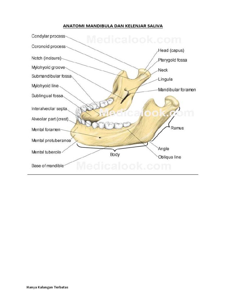Anatomi Mandibula Dan Kelenjar Saliva PDF | PDF
