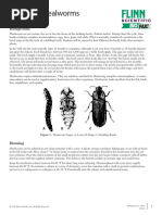 Mealworm Anatomy and Life Cycle Overview | PDF | Pupa | Beetle