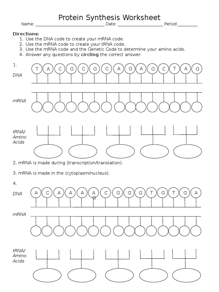 Protein Synthesis Flow Chart Worksheet Answers