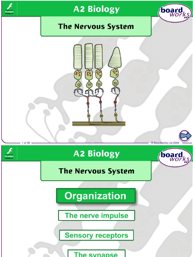 The Nervous System | PDF | Action Potential | Stimulus (Physiology)