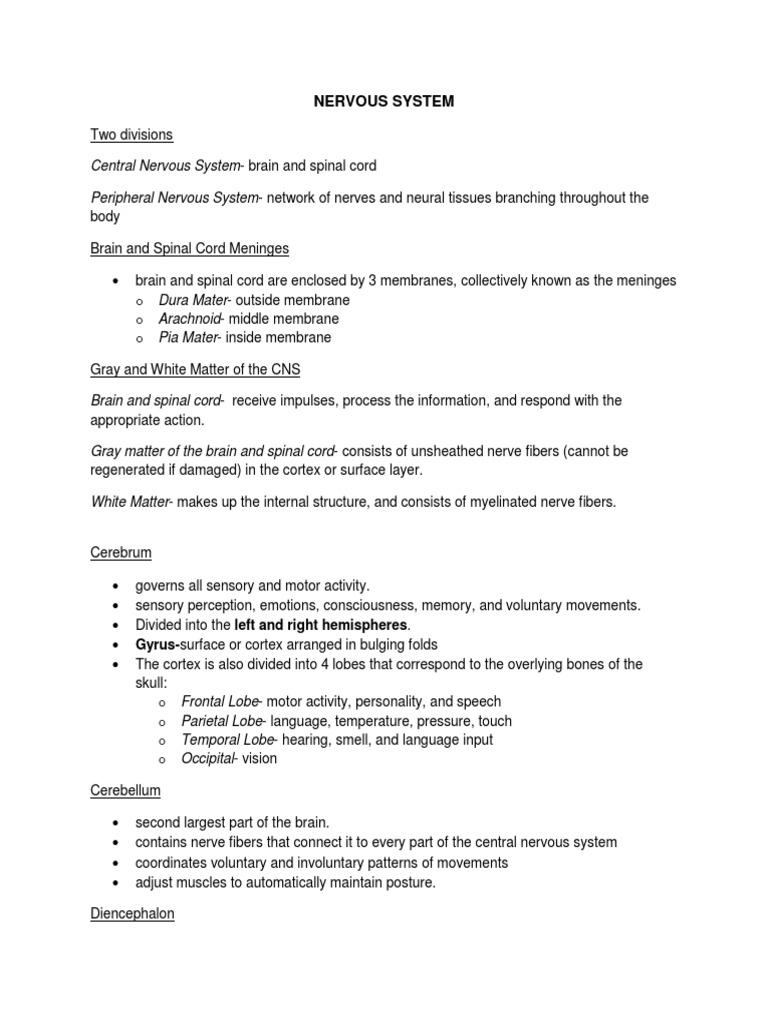 Nervous System Reviewer | PDF | Spinal Cord | Central Nervous System