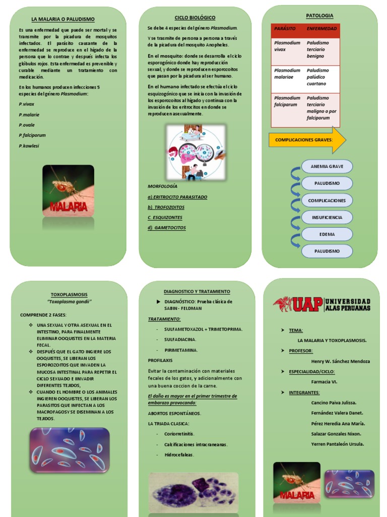 Triptico de Parasitologia | PDF | Malaria | Plasmodium