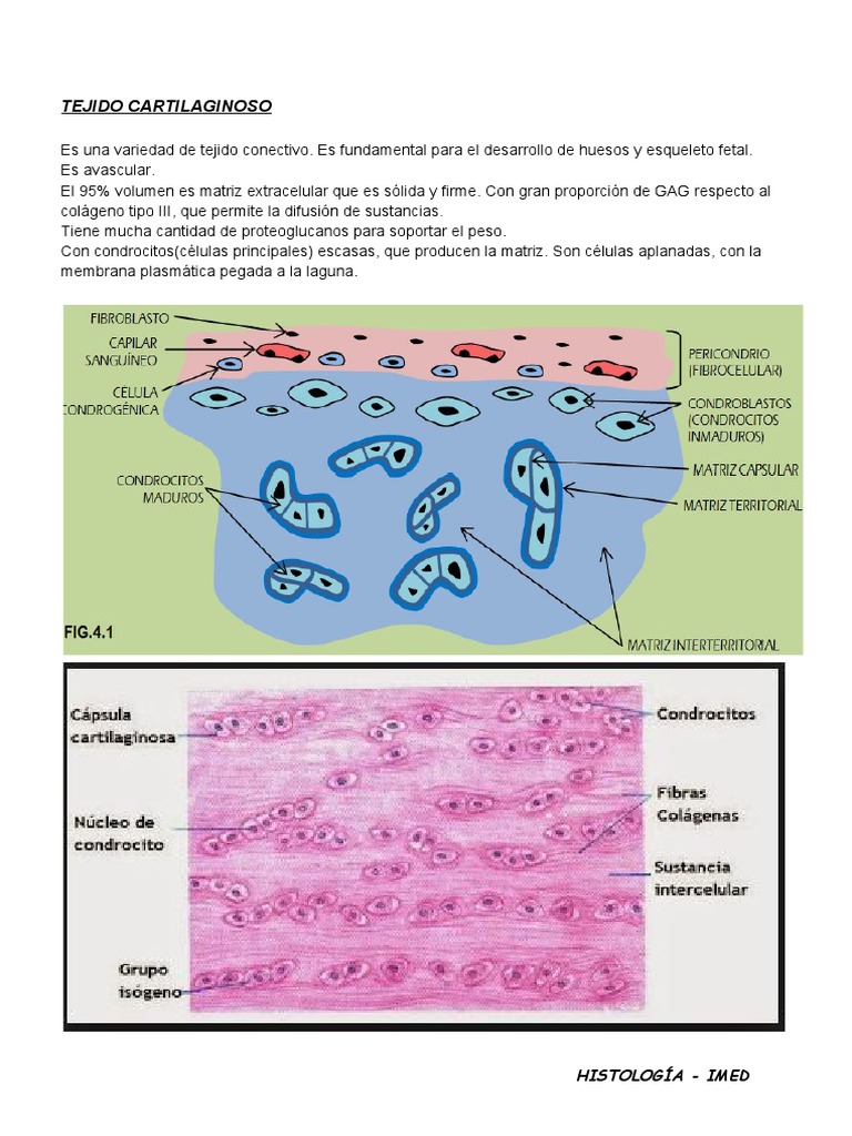 Tejido Cartilaginoso | PDF | Cartílago | Sistema esquelético