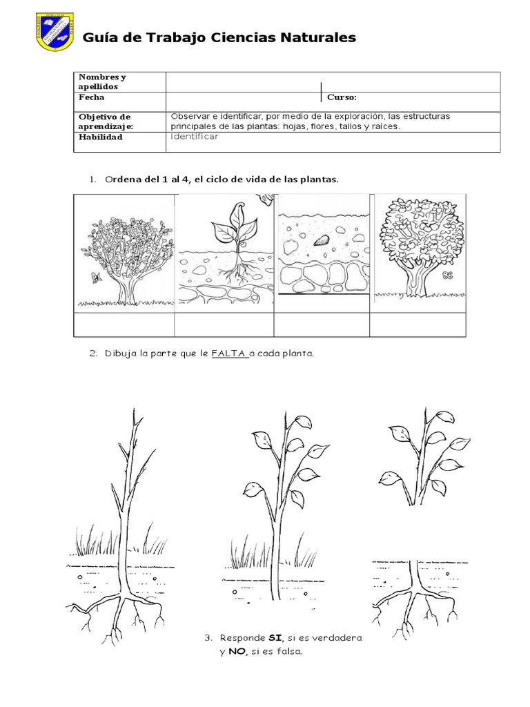 Hojas De Trabajo De Botánica Plantillas Plantas Gratis Y Editables