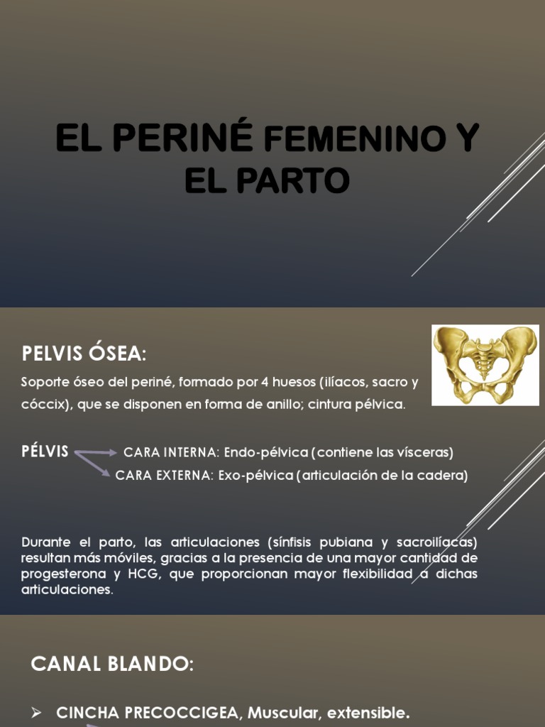 El Periné Femenino y El Parto | PDF | Pelvis | Sistema musculoesquelético