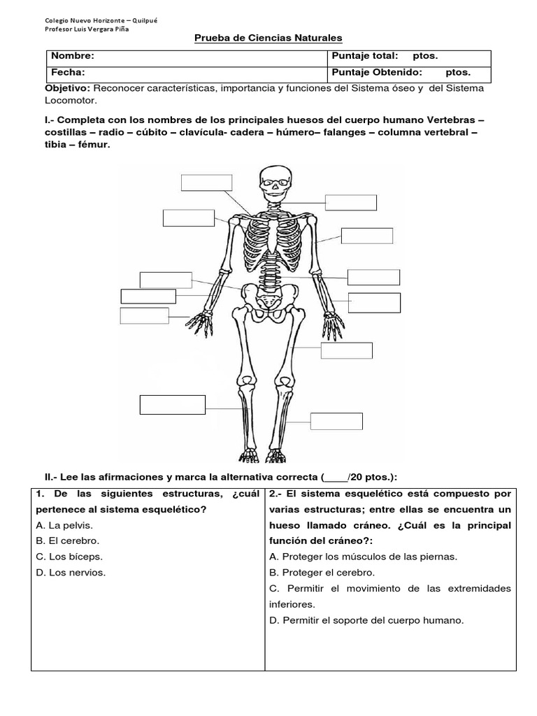 Prueba Sistema Esquelético | PDF | Hueso | Articulación