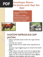 Gambar Alat Reproduksi Sapi Betina | PDF