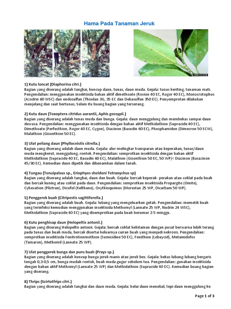 Hama Dan Penyakit Pada Tanaman Jeruk | PDF
