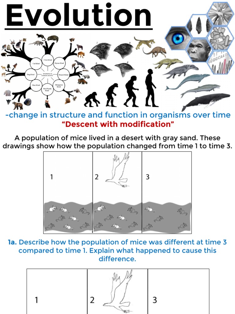 Evolution | PDF | Natural Selection | Evolution
