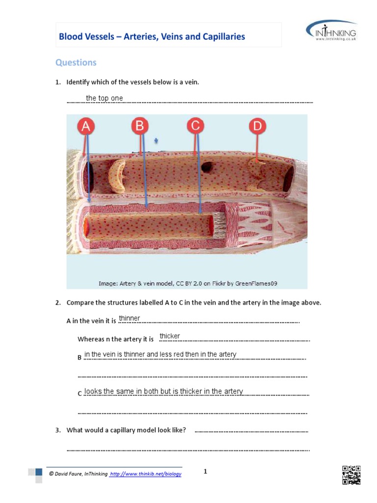 Blood Vessels Student Sheet Answered | PDF