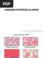 Funcion de Las Uniones GAP en La Union Interceluar | PDF | Biología ...