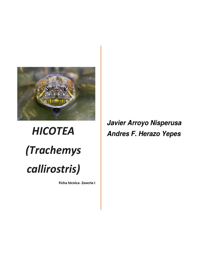 Ficha Tecnica de Hicotea | PDF | Tortuga | Colombia