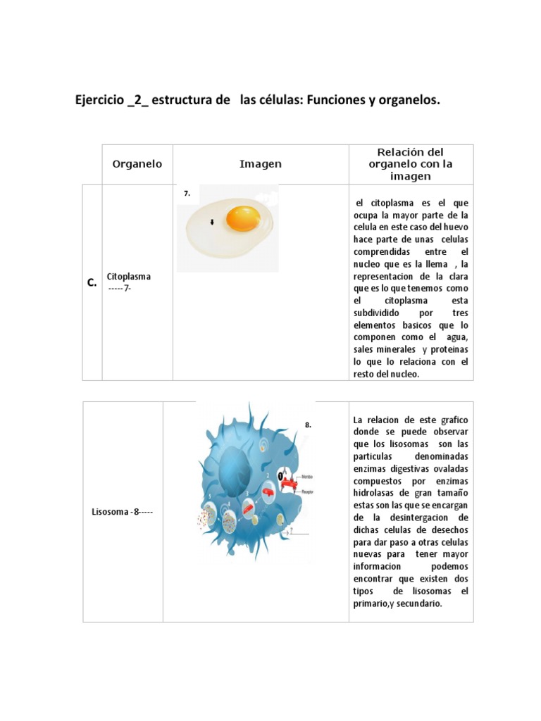 Ejercicio - 2 - Estructura de La Célula Función y Organélos. | PDF ...