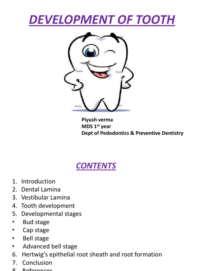 Development of Tooth | PDF | Tooth Enamel | Human Tooth