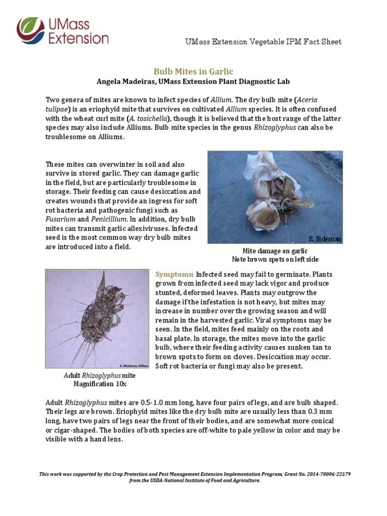 Garlic Bulb Mite Management Guide | PDF | Garlic | Bulb