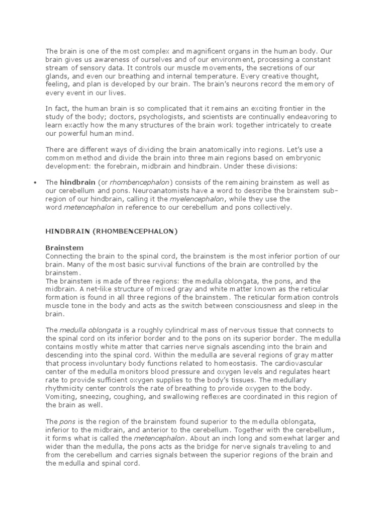 Dia Grid | PDF | Brainstem | Cerebrum