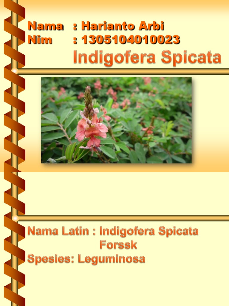Indigofera SP | PDF