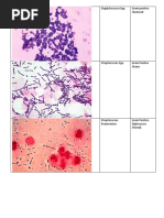 Aerobic Gram Negative Rods Flowchart 508 | PDF | Gram Negative Bacteria ...