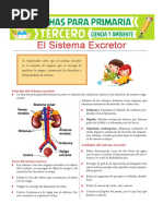 Aparato Urinario para Cuarto de Primaria PDF | PDF | Sistema urinario | Riñón