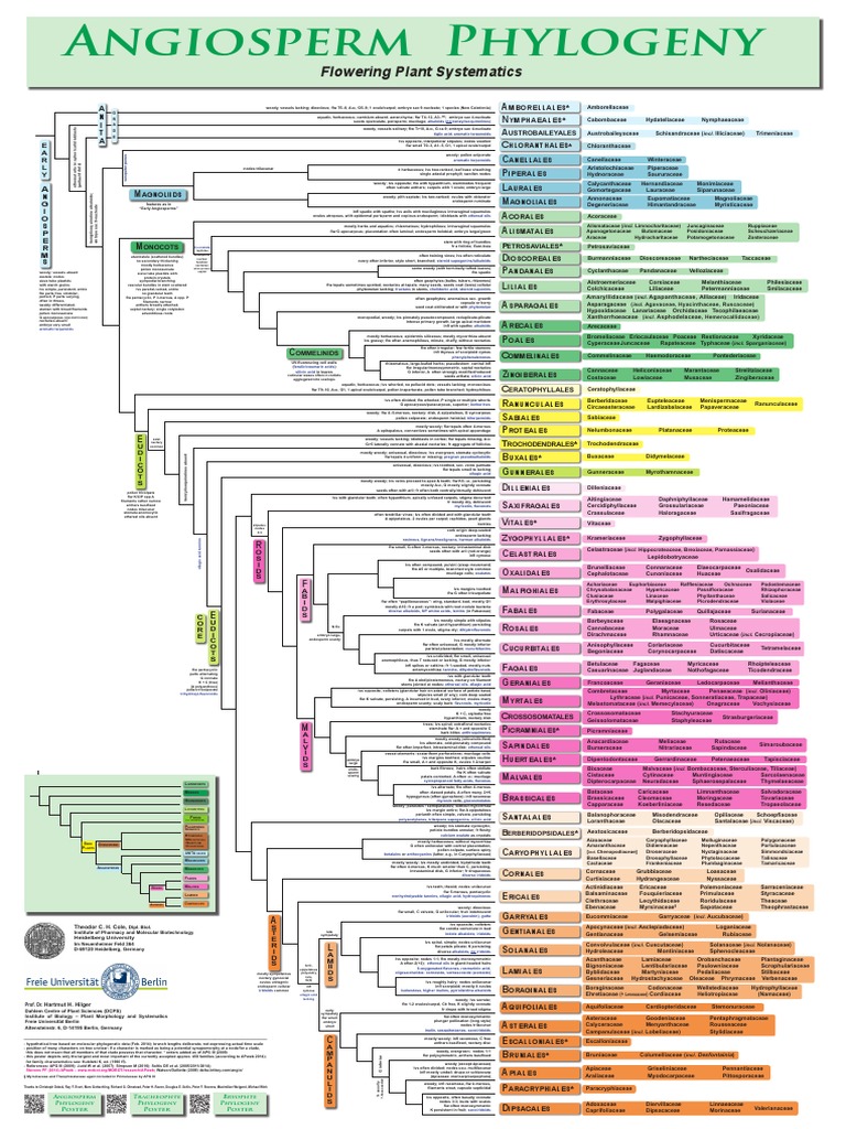 Apg Iii (2009) PDF | PDF | Plant Morphology | Botany