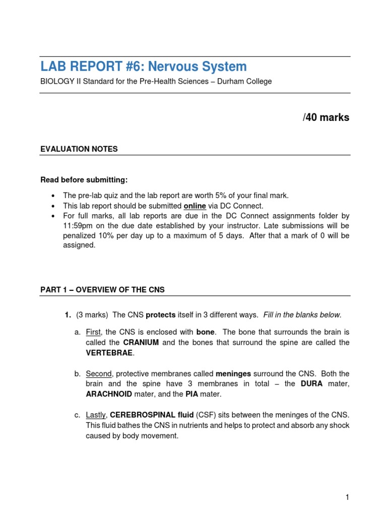 LAB REPORT #6: Nervous System: /40 Marks | PDF | Cerebrum | Spinal Cord