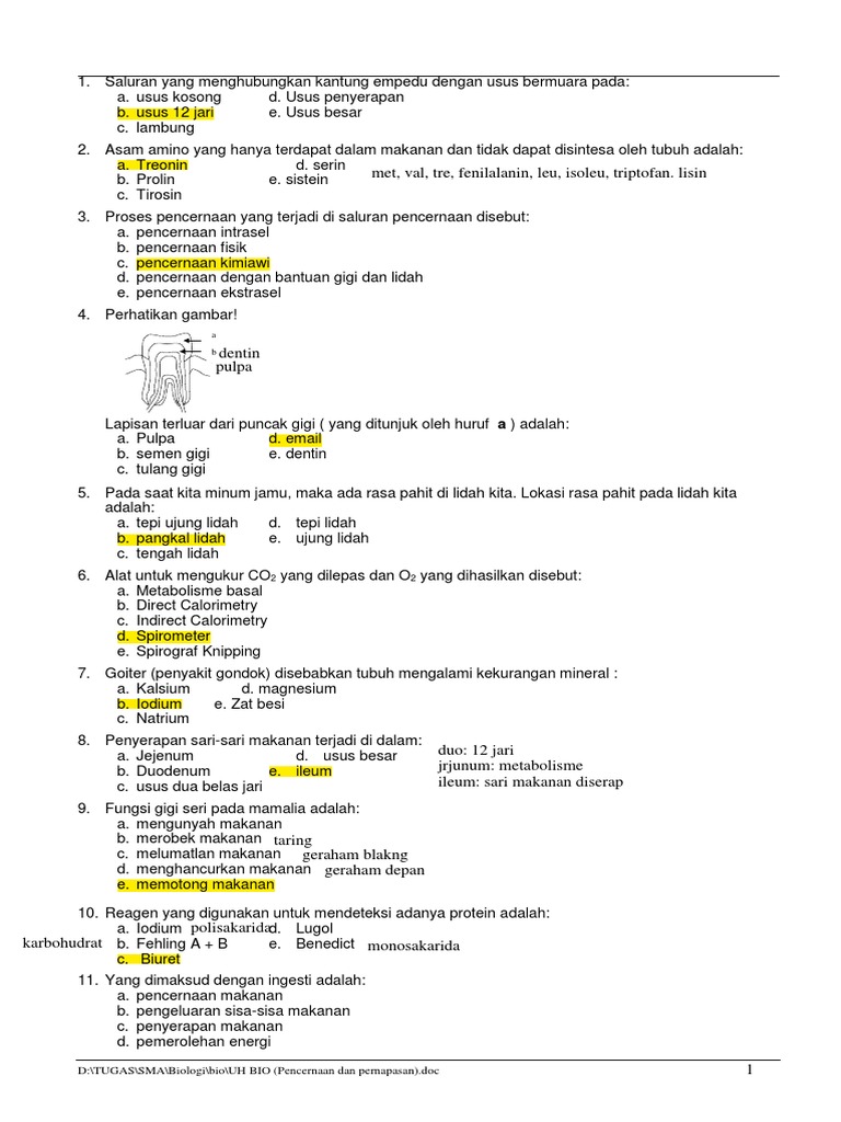 Kunci UH BIO (Pencernaan Dan Pernapasan) | PDF | Sains & Matematika