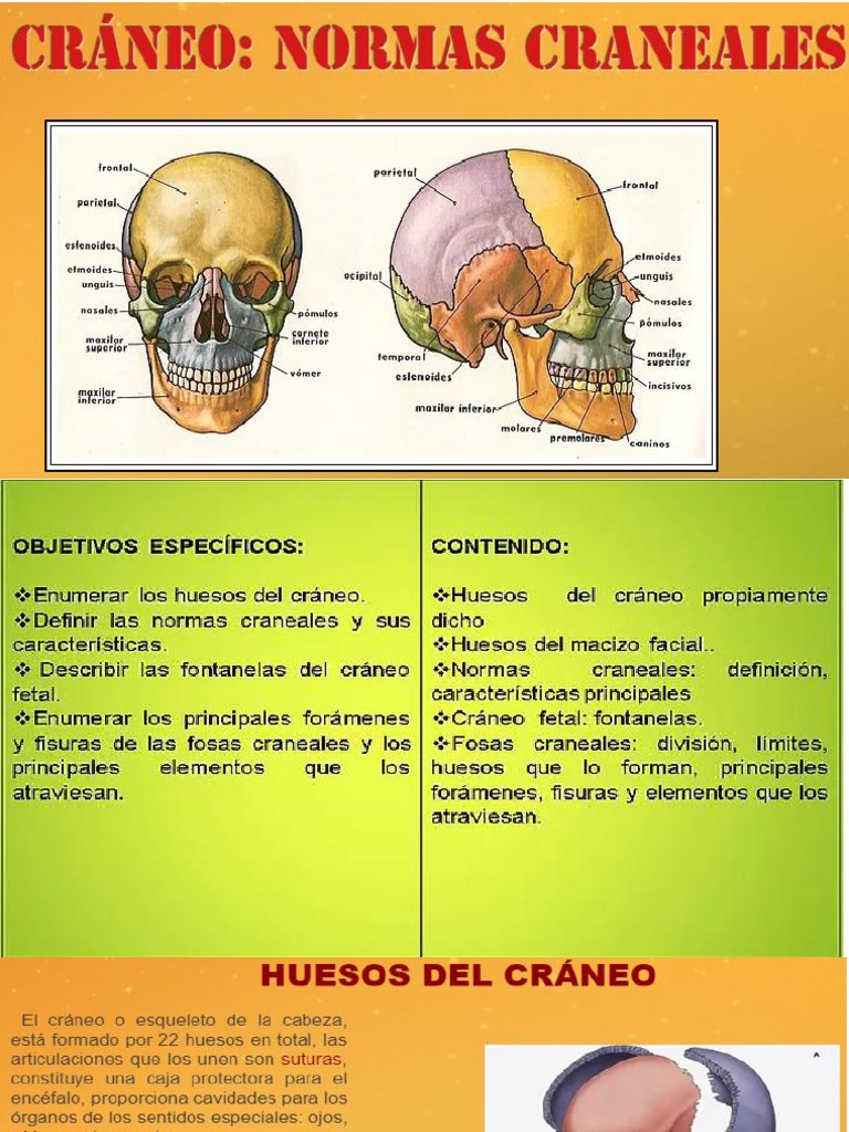 Normas Craneales | PDF
