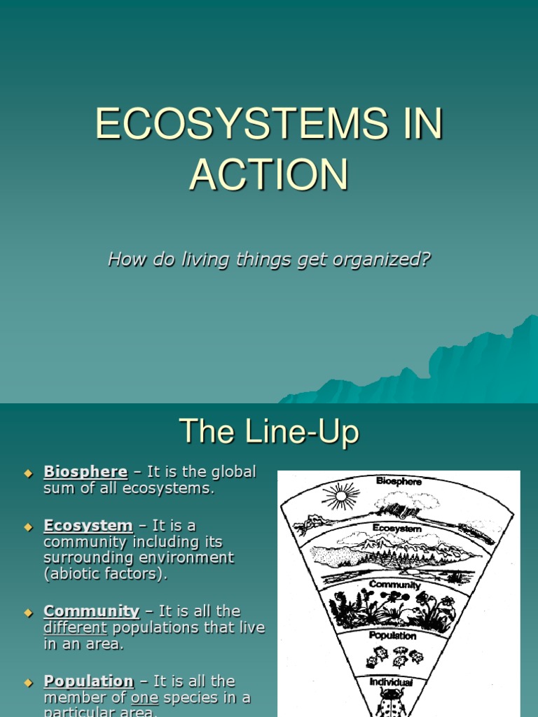 Ecosystems in Action: How Do Living Things Get Organized? | PDF ...