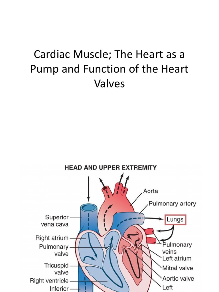 Heart Function: Muscle, Valves, and Output | PDF | Heart | Ventricle ...