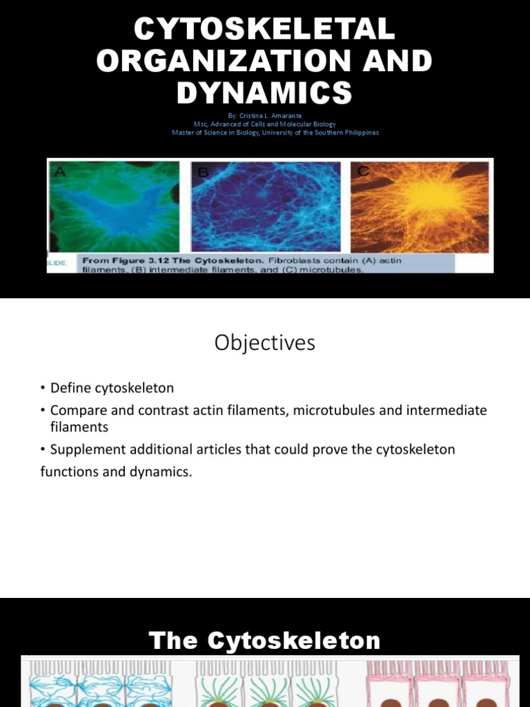 Cytoskeletal Organization and Dynamics | PDF | Cytoskeleton | Actin