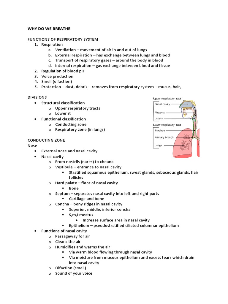 Humb1000 Compendium Notes | PDF | Respiratory Tract | Lung