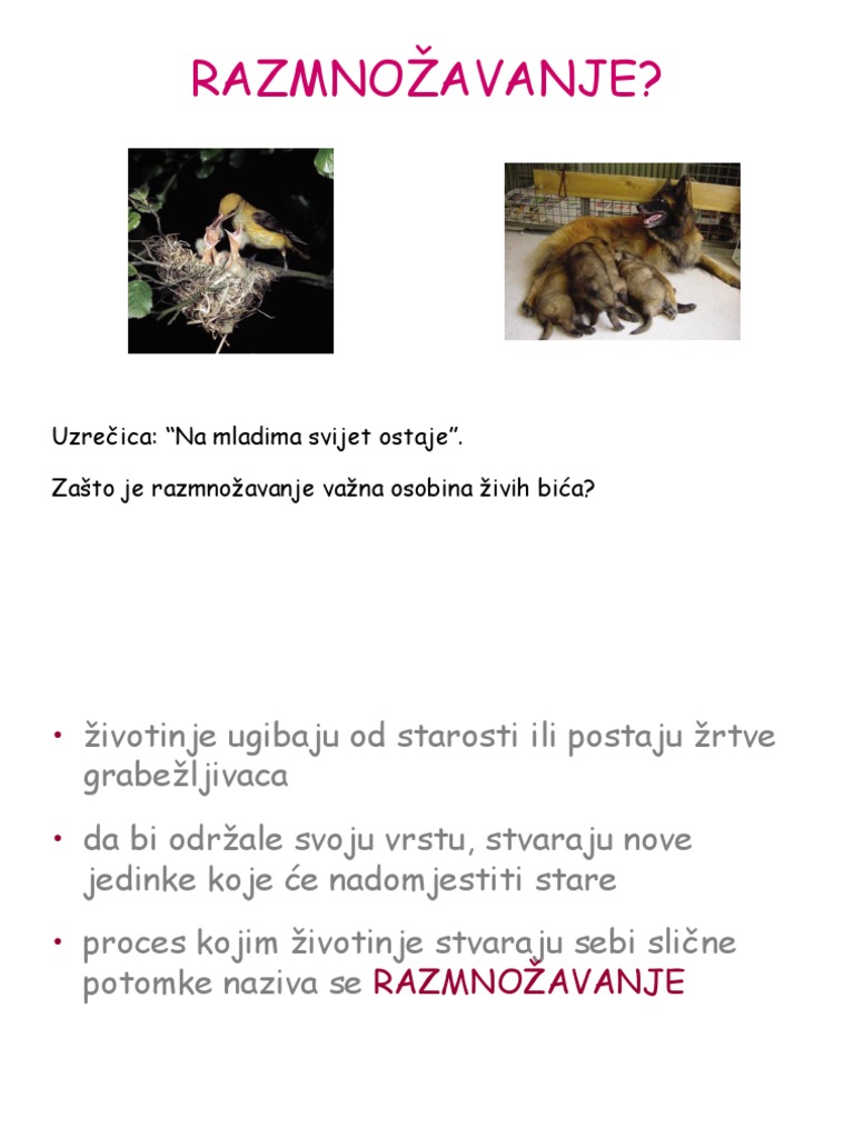 Razmnozavanje Zivotinja | PDF