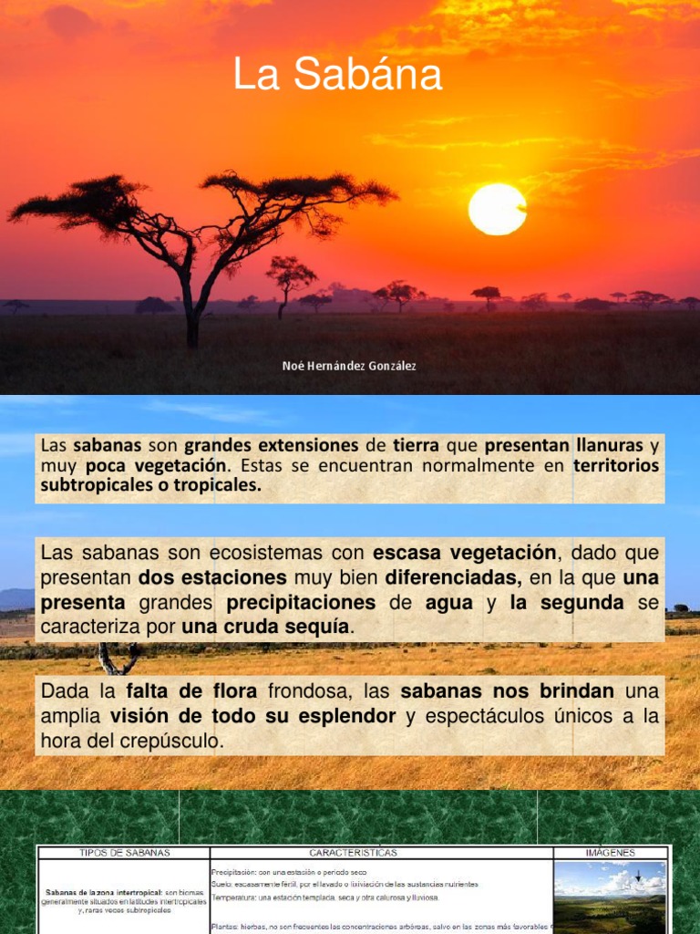 La Sabana | PDF | Sabana | Arboles