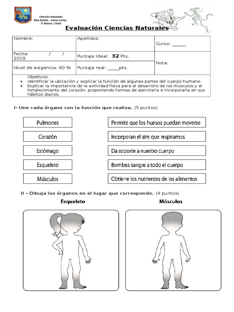 Evaluación Cuerpo Humano 2° Básico | PDF | Science | Ciencia (general)