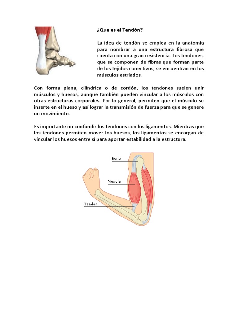 Que Es El Tendón | PDF
