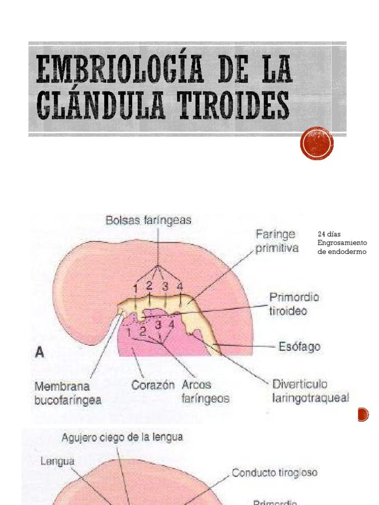 Desarrollo embrionario de la tiroides | PDF