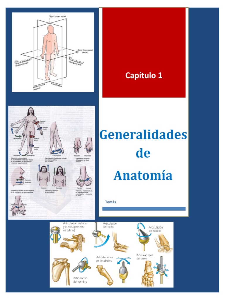 Generalidades Anatomía | PDF | Vena | Hueso