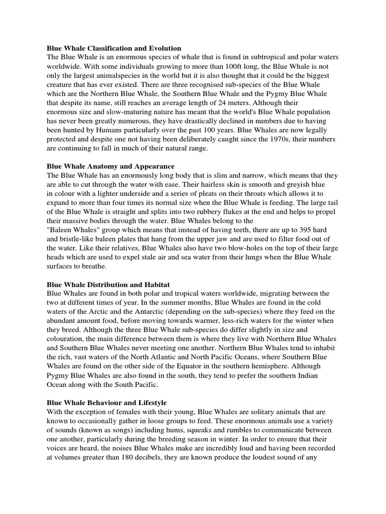 Blue Whale Classification and Evolution | PDF | Whales | Cetacea