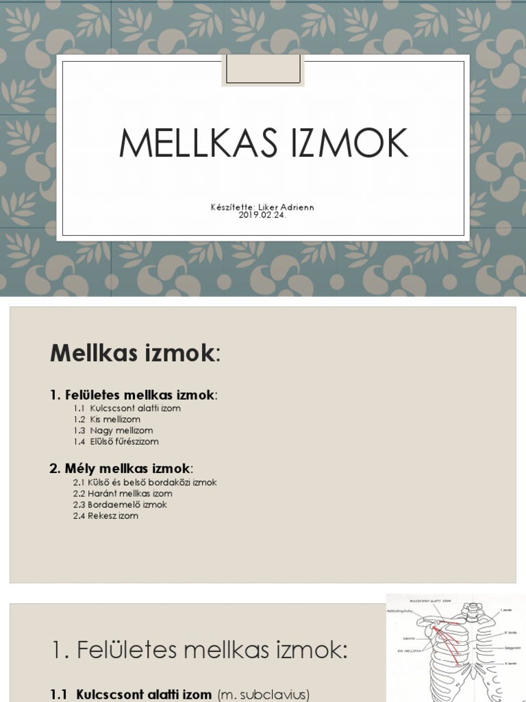 A Törzs Nagyobb Izmai | PDF