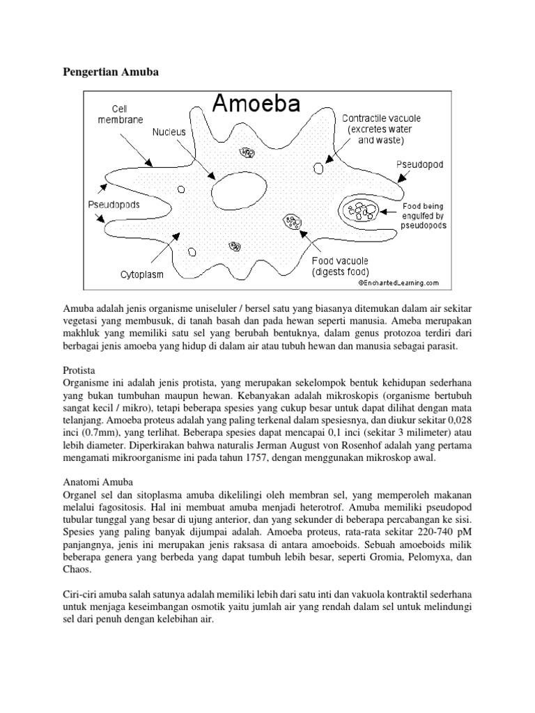 Pengertian Amuba | PDF