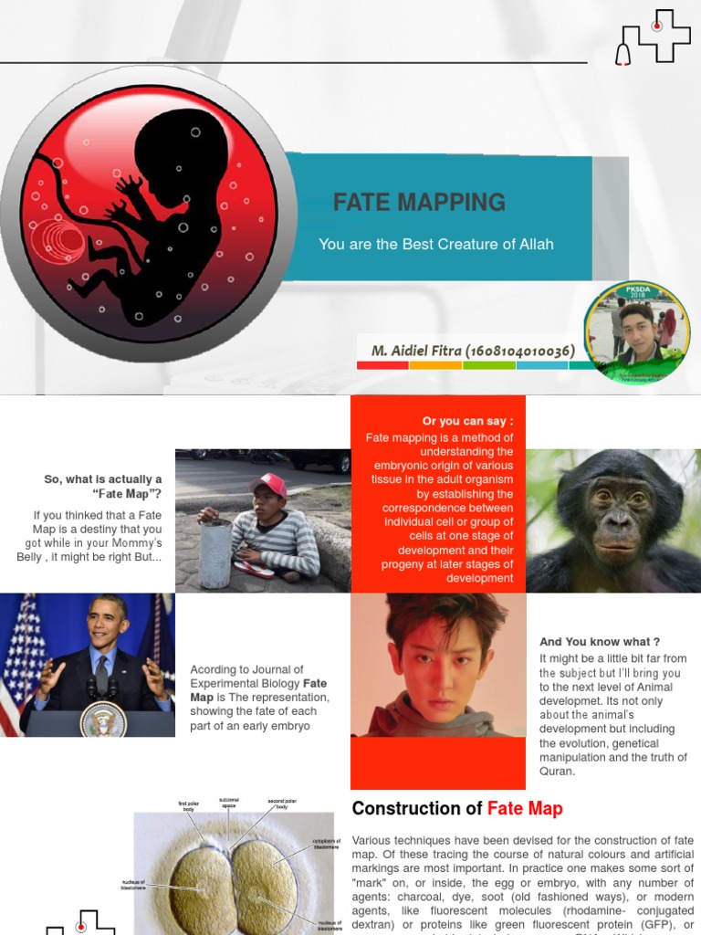 Fate Map Biology | PDF | Biology | Organisms