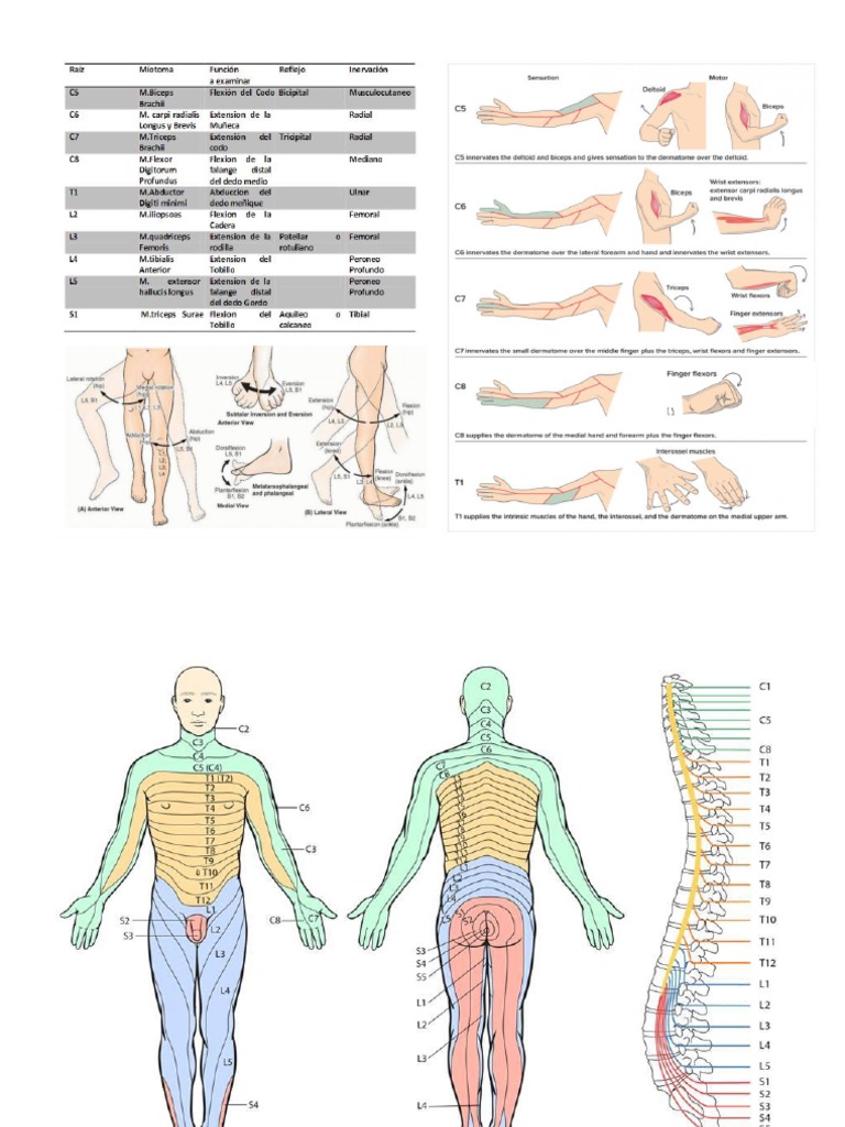 Miotomas y Dermatomas