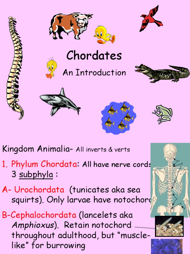 Intro To Chordates - PPT Weebly | PDF | Vertebrates | Chordates