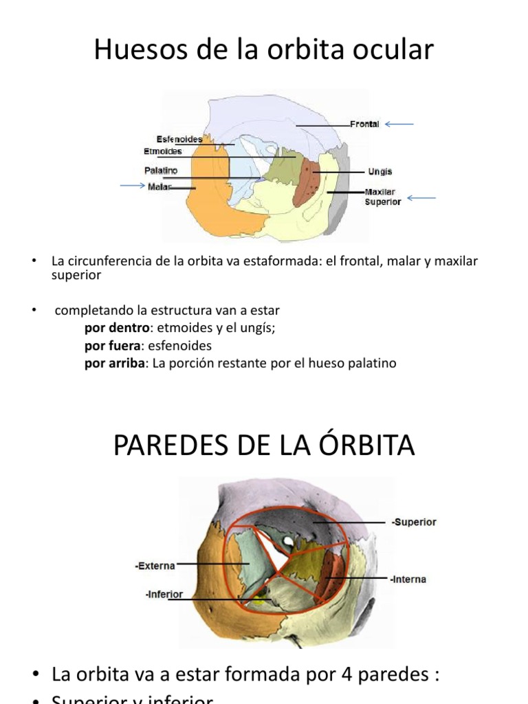 Huesos de la órbita ocular y sus paredes | PDF